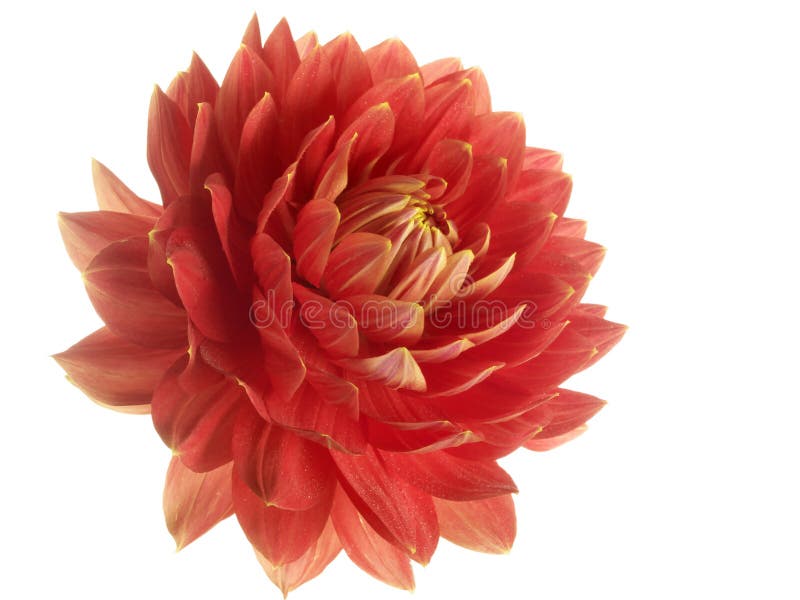 Dahlia rouge, fond blanc image stock. Image du flore - 60054843