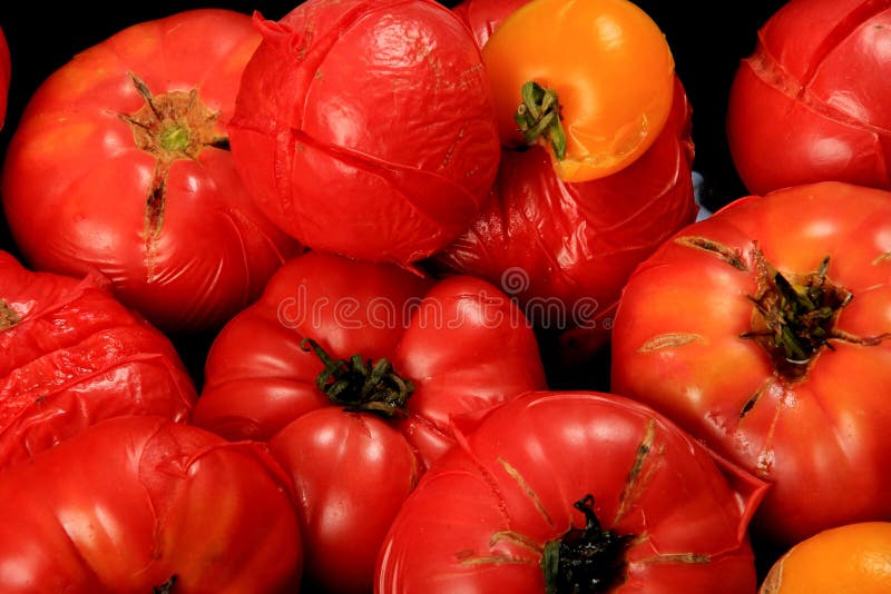 Blanched Red Tomatoes on a Plate, Ready for Peeling Stock Photo - Image ...