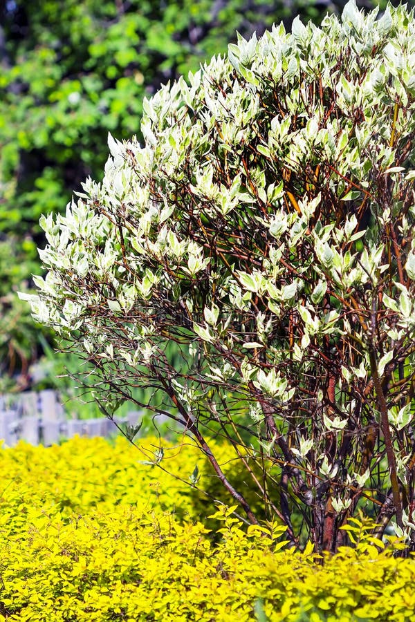 Blanco Alba Del Arbusto Del Cornus Ornamental De Derain Foto de archivo ...