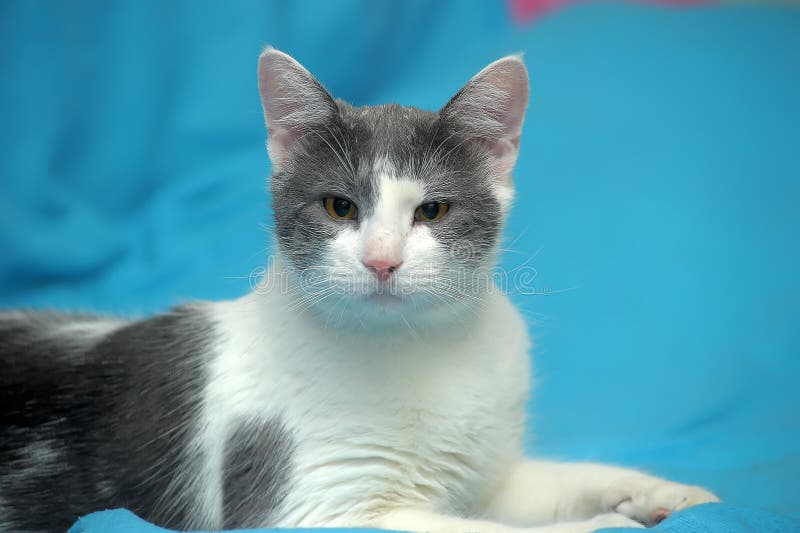 988 Black Cat Russian Blue Fotos de stock - Fotos libres de regalías de ...