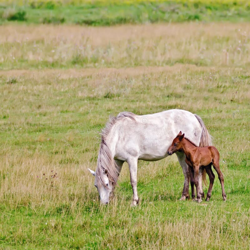 Blanco Del Caballo Con Un Potro En El Prado Foto de archivo - Imagen de ...