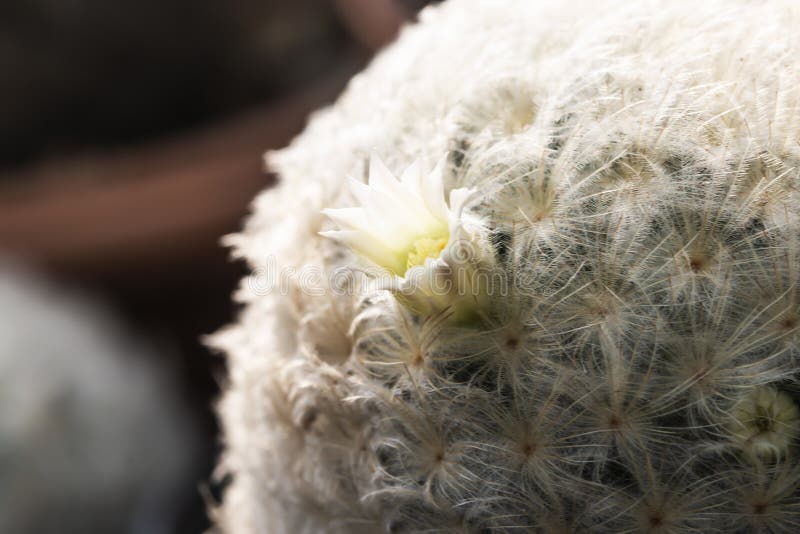 Blanco Del Cactus En El Pelo Suave Imagen de archivo - Imagen de flor ...