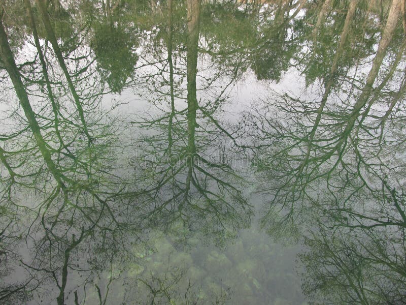 Blanco River Tree Reflection Stock Photo - Image of nature, blanco ...