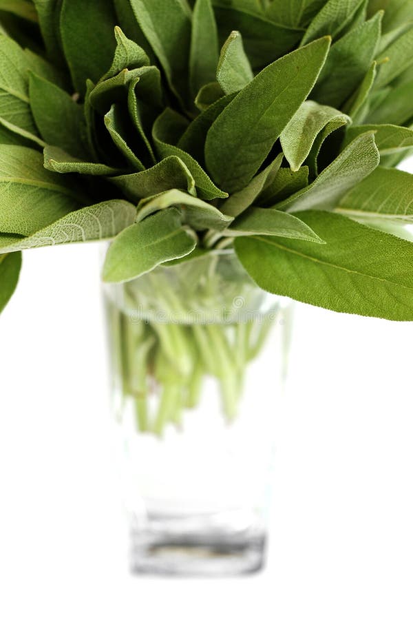 Blanco sabio foto de archivo. Imagen de culinario, escogido - 11099994