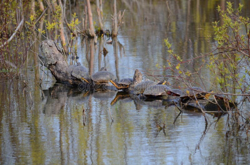 Blanding's Schildpadden, Bedreigde Soorten in Moerassen Stock Foto ...