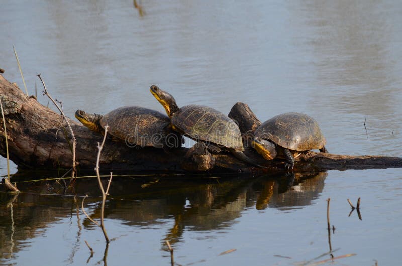 Het Zonnebaden Van De Schildpadden Van Blandings Stock Afbeelding ...