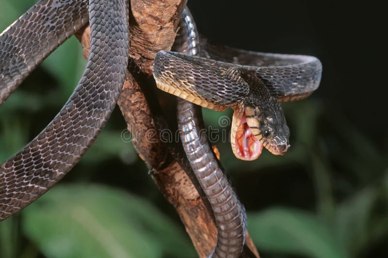 Blandings Tree Snake Toxicodryas Blandingii Stock Photo - Image of ...