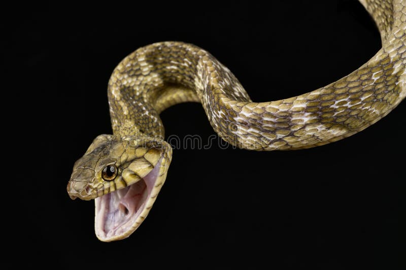 Blandings Tree Snake (Toxicodryas Blandingii) Stock Image - Image of ...