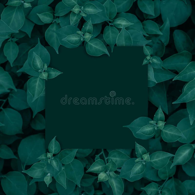 Blank for Advertising Card or Invitation. Green Paper Card Note. Stock ...