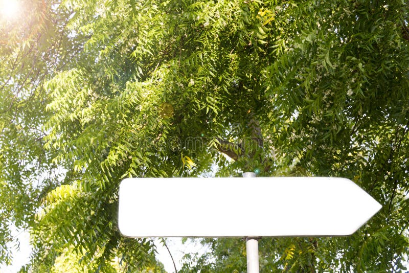 Blank Arrow Sign in Tropical Forest with Space for Text, Empty Space ...