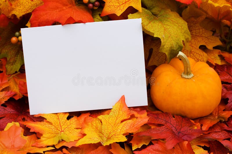 Blank Card stock photo. Image of orange, letter, gourd - 11275192