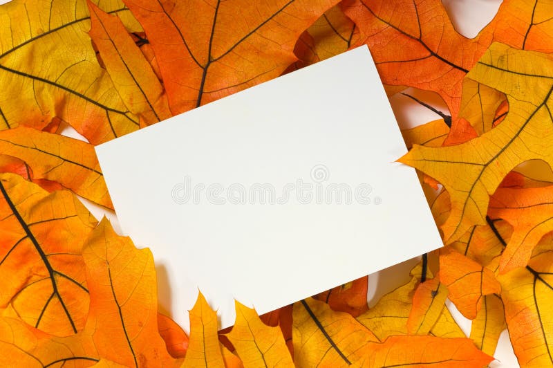 Blank Card with Fall Leaves Stock Image - Image of blank, indian: 2968543