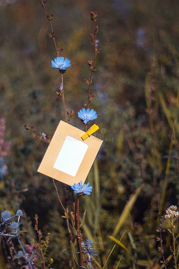 Blank Card Hanging on the Flower Chicory Stock Photo - Image of garden ...