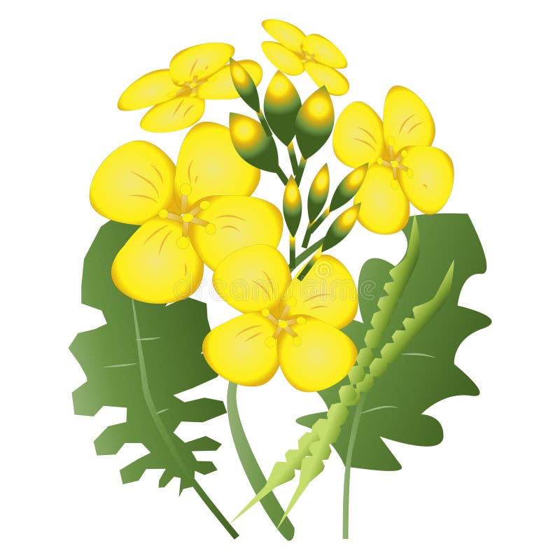 3D Realistic Canola Plant Drawing and Vector Illustration Stock Vector ...