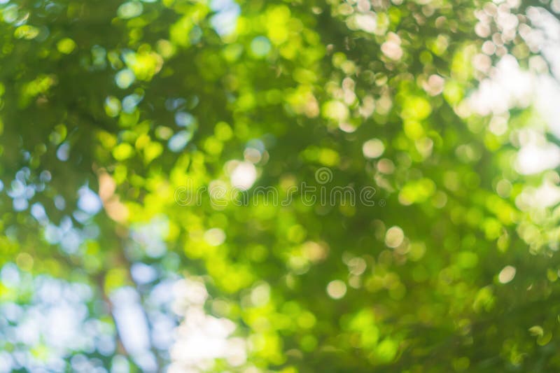 Blank for a Design with Blurred Tree Crowns with Leaves and Sun Rays ...