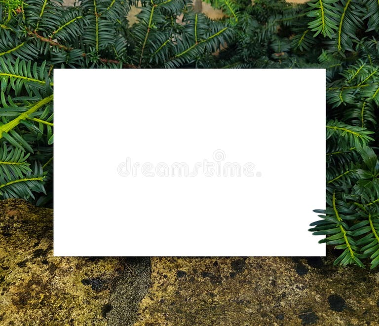 Blank Framework for Photo or Congratulation on Christmas with Pine Tree ...