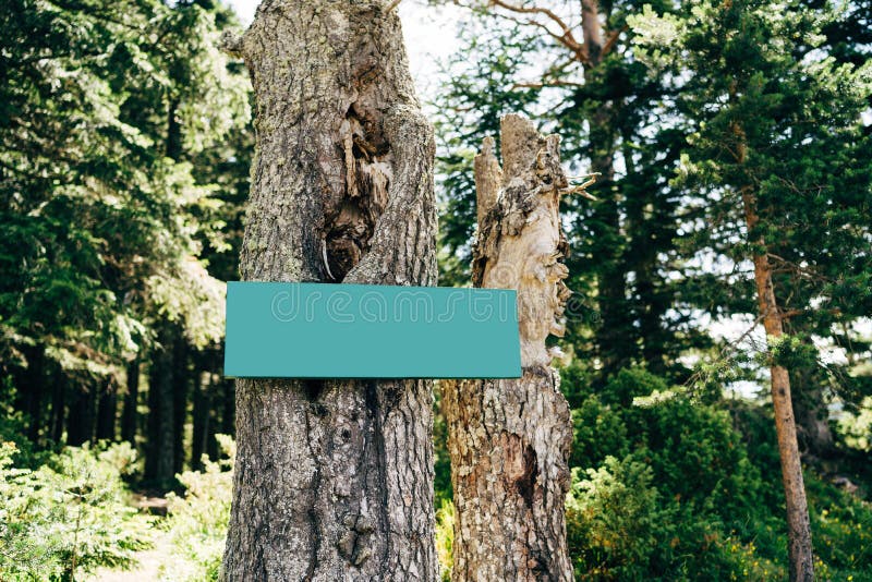Blank Green Sign on a Tree in the Middle of the Forest Stock Photo ...