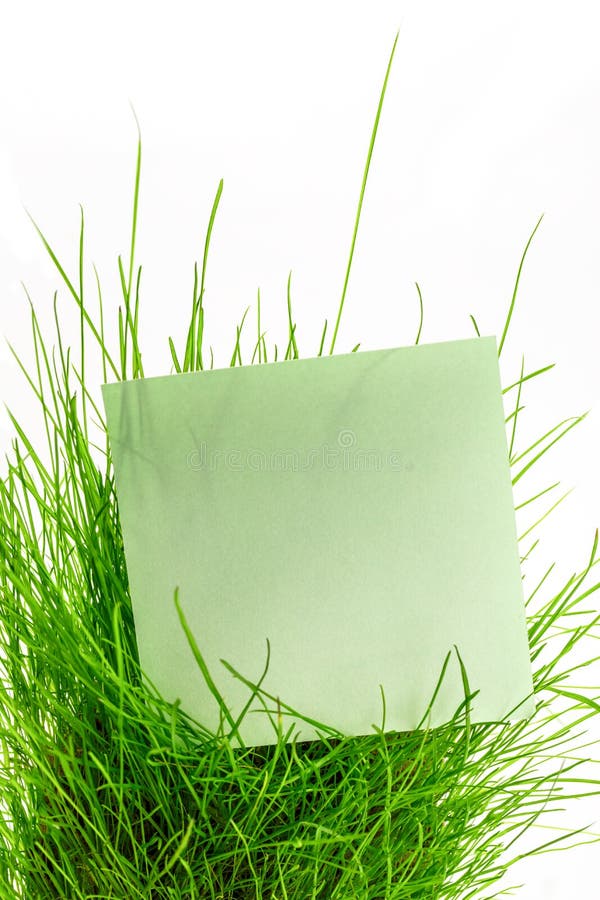Blank Green Sticker in Green Grass Stock Image - Image of long, label ...