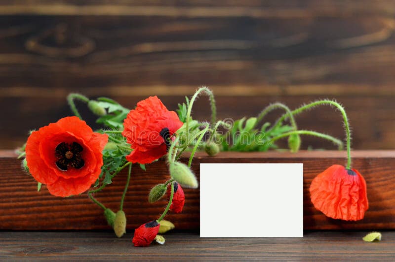 Blank Greeting Card with Poppy Flowers Stock Photo - Image of summer ...