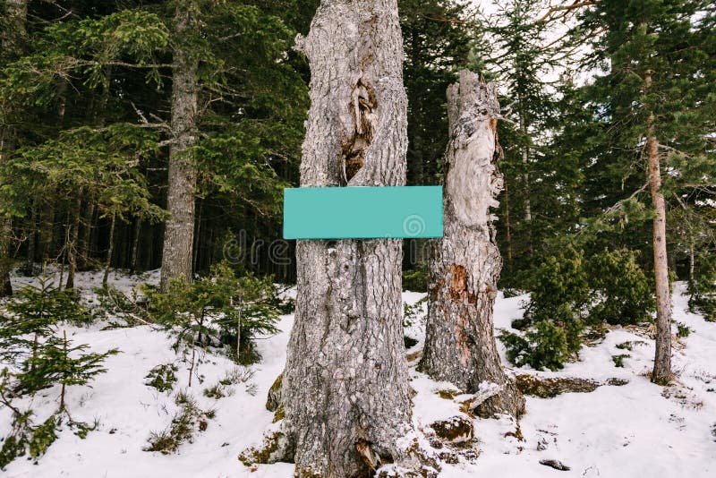 Blank Horizontal Sign on a Tree in a Coniferous Forest in Winter Stock ...