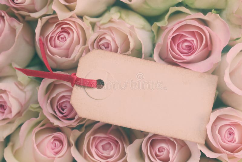 Pink Roses stock photo. Image of pink, flowers, space - 165897366