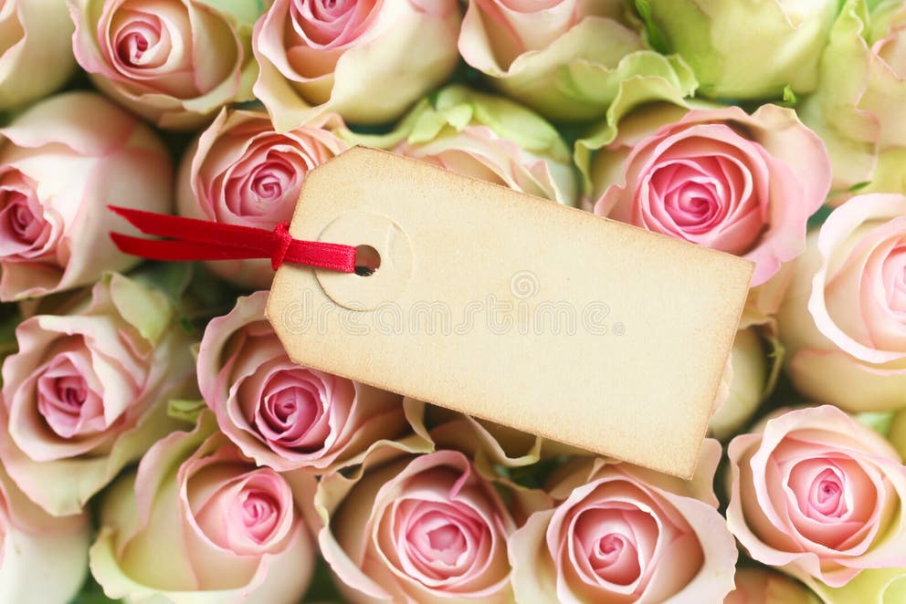 Blank Label on Roses stock photo. Image of rose, roses - 165379994