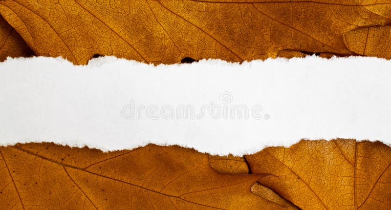 Blank Note on a Notice Board. Autumn Background with Leaves Stock Photo ...