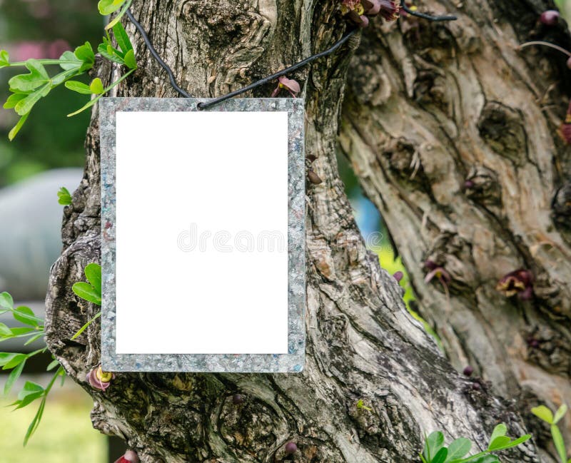 Blank Notice Card Hanging on the Tree Stock Photo - Image of hang ...