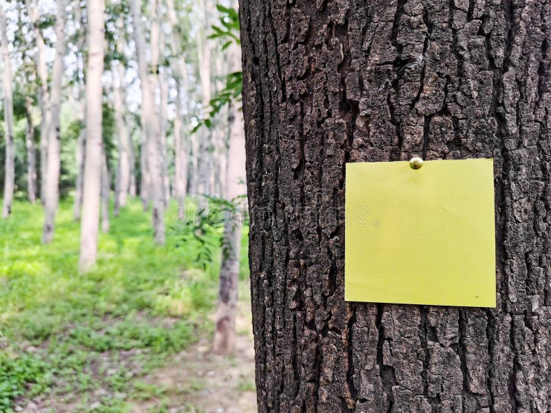 Blank Notice Board Focused on Fluorescent Tube Light in Dark. Stock ...