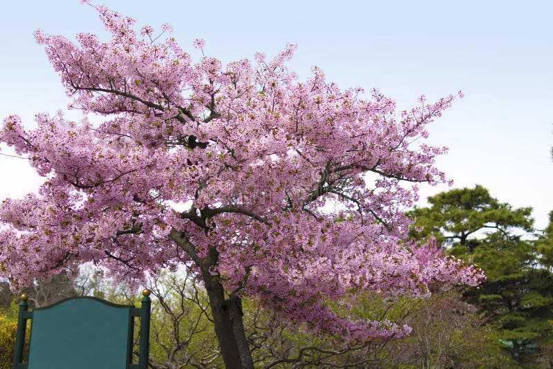 Blank Outdoor Green Sign Board at a Sidewalk with Sakura Tree Stock ...