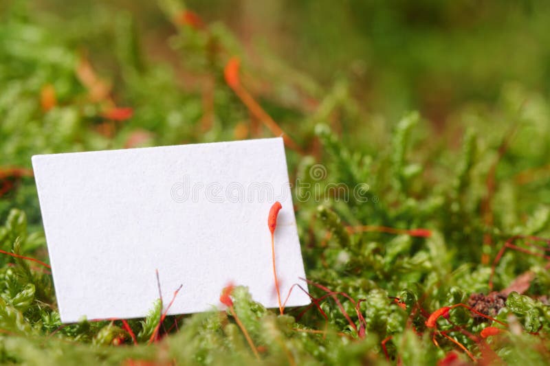 Blank Paper Copy Space on Green Moss Background Macro Stock Image ...