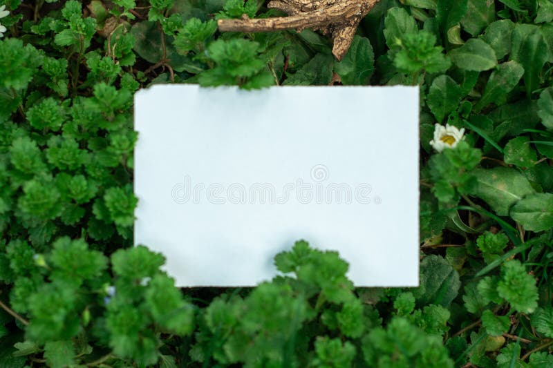 Blank Paper Note on Green Grass, Top View with Copy Space Stock Photo ...