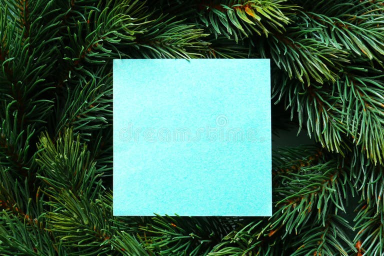 Blank Paper Sheet with Fir Tree Branches Stock Photo - Image of color ...