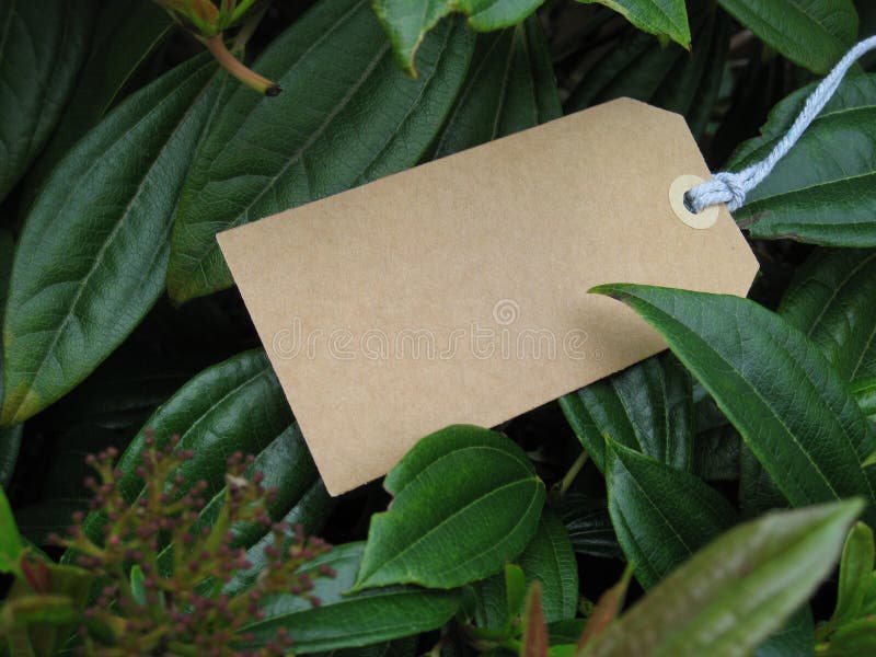 Blank paper tag in leaves stock photo. Image of note - 32742188