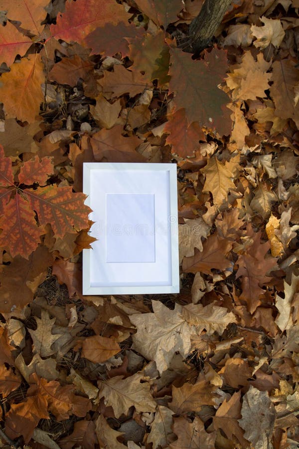 Blank picture frame stock photo. Image of autumn, flora - 233544294