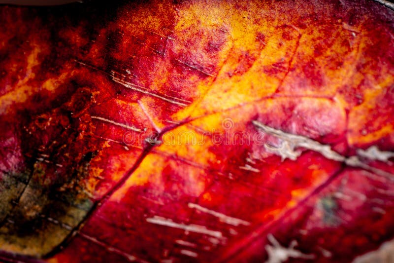 Red Dragon Wallpaper 4k Stock Photos - Free & Royalty-Free Stock Photos ...