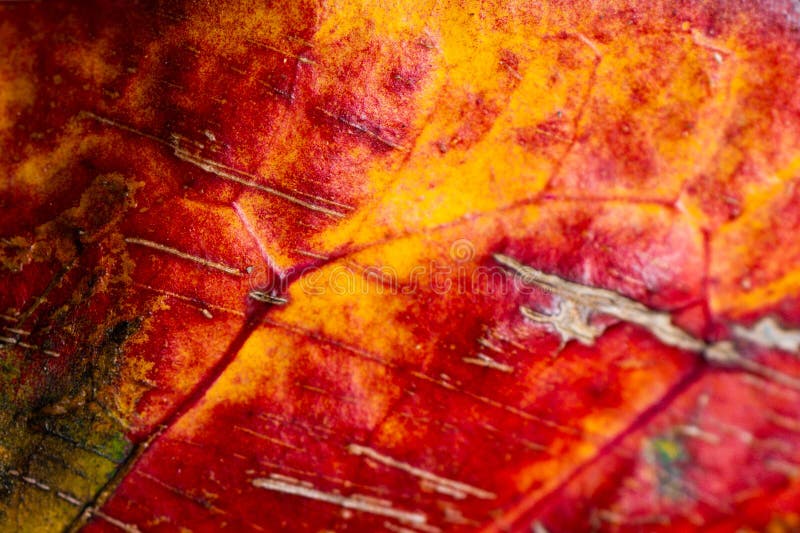 Red Dragon Wallpaper 4k Stock Photos - Free & Royalty-Free Stock Photos ...