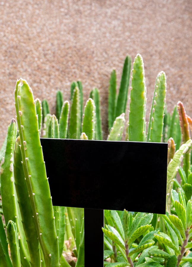 Blank Plant Tag Label with Succulent Plant Black Bells Stock Photo ...