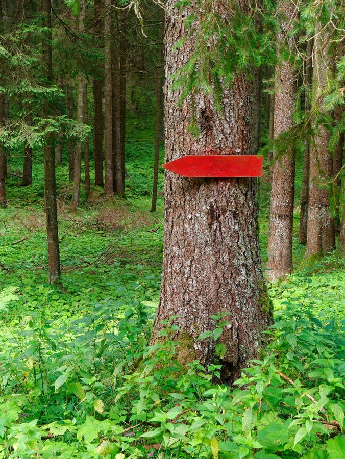 Blank Red Arrow on Tree in the Forest Stock Image - Image of foliage ...