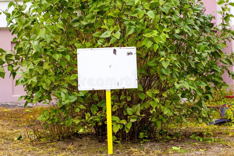 Blank Sign at the Background of Bush Stock Photo - Image of board ...