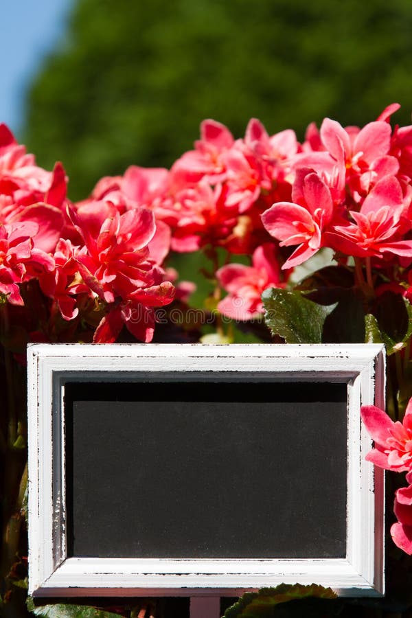 Blank Sign in a Flower Pott Stock Photo - Image of garden, blank: 31262820