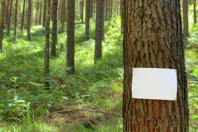 Blank sign on a tree stock photo. Image of plant, recycle - 50644624