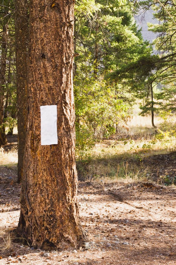 Blank Sign on Tree in the Forest Stock Image - Image of trees, canada ...