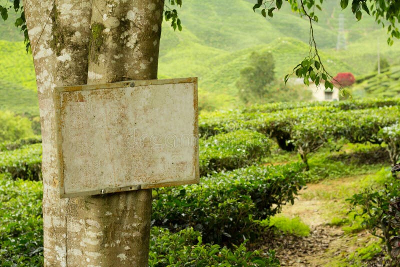 Blank signboard on tree stock image. Image of signpost - 48528919