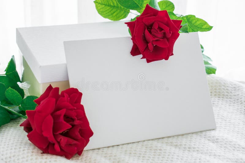 Blank White Frame with Gift Box and Red Rose Flowers on Knitted Stock ...