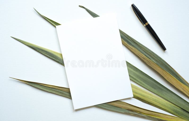 Blank White Invitation Card, Text Space, Rectangle, Brownish Green Leaf ...