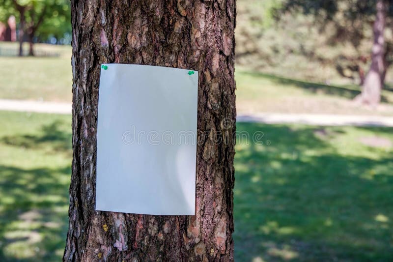 Blank White Sheet of Paper Notice at the Bark of Tree. Advertising ...