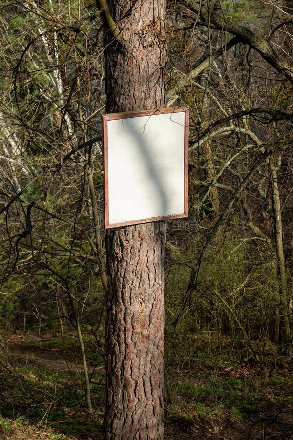 Blank White Sign Board on Pine Tree in the Forest Stock Photo - Image ...