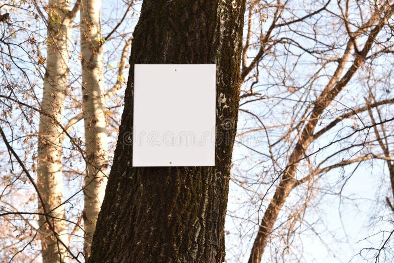 Blank White Sign Board on a Tree in the Forest Stock Photo - Image of ...