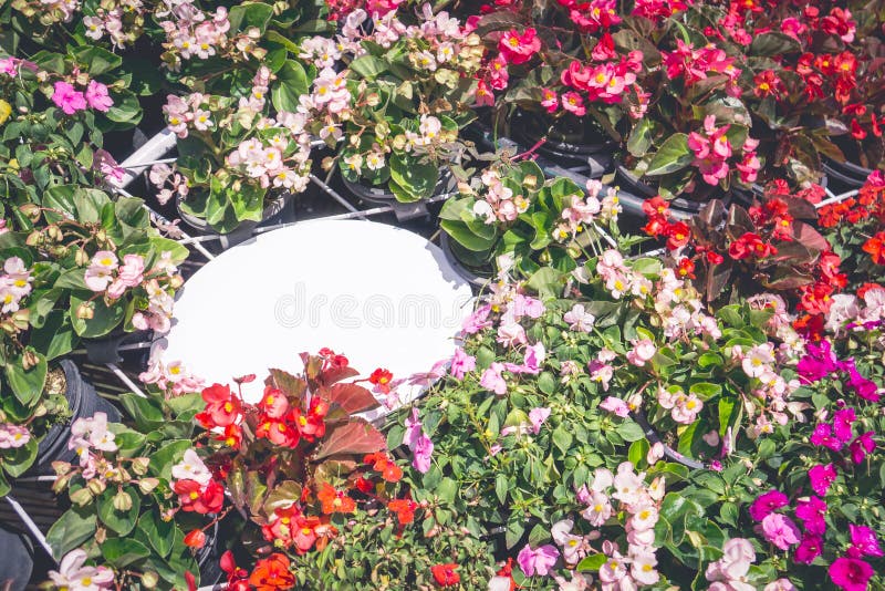 Blank white sign on flower stock photo. Image of sign - 64979010
